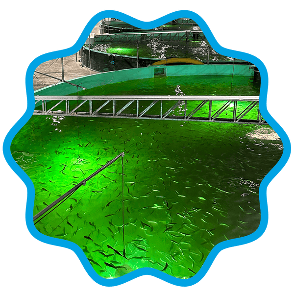 Our Process – Secret Island Salmon